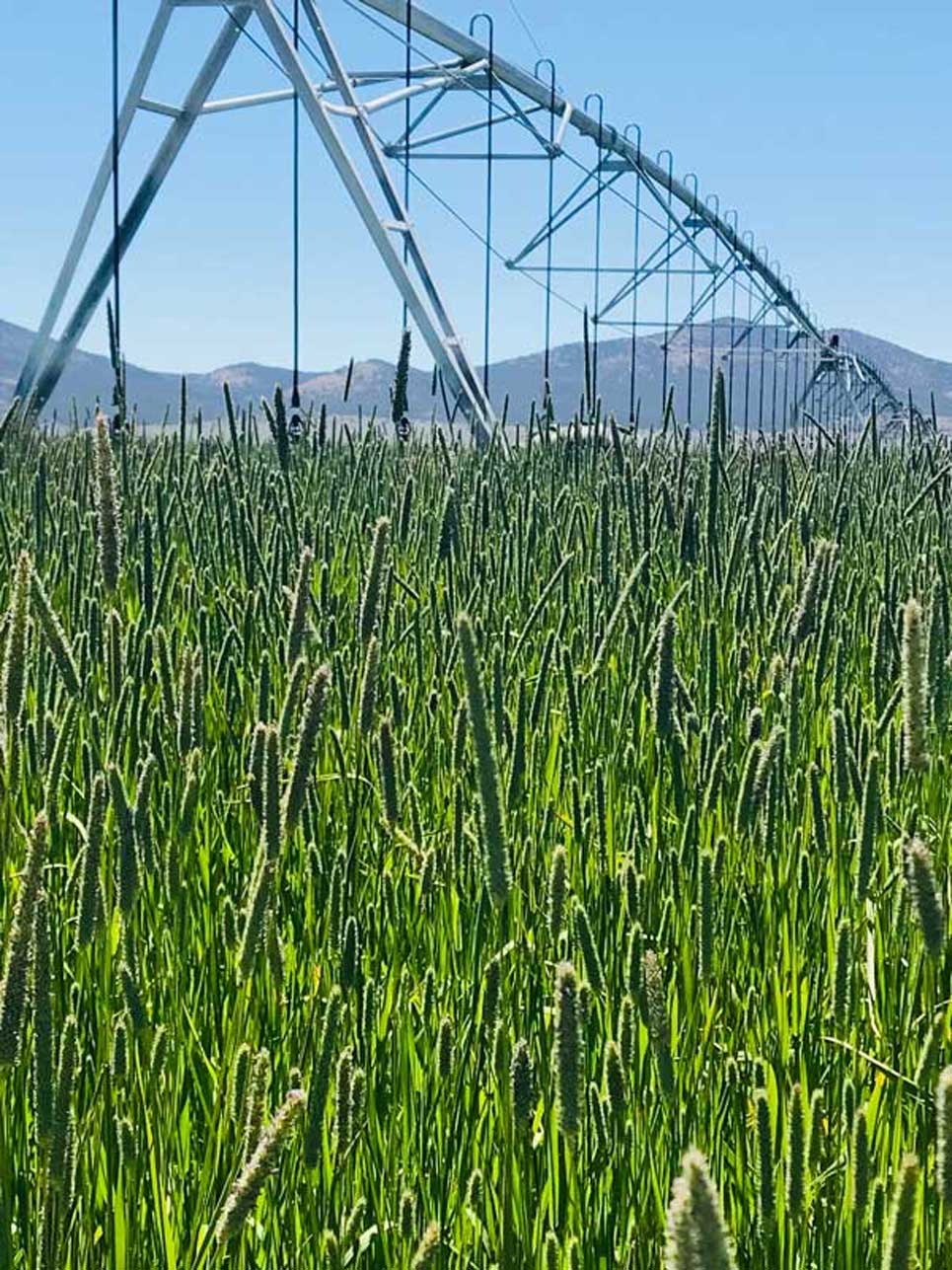 Forage is the Base of the Equine Diet | Forage for Alpacas